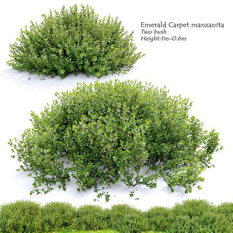 Emerald Carpet Manzanita 3d Model Cgtrader