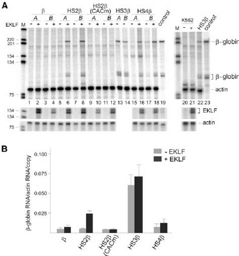 Effects Of Eklf And Hs2 Hs3 And Hs4 On B Globin Gene Transcription Download Scientific