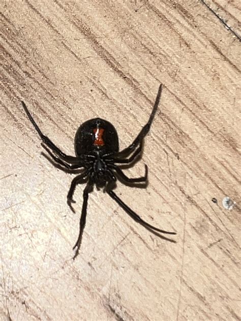 Unidentified Spider In Oklahoma United States