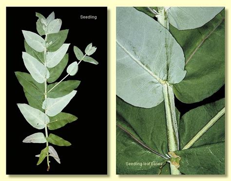 Eucalyptus Globulus Subsp Globulus