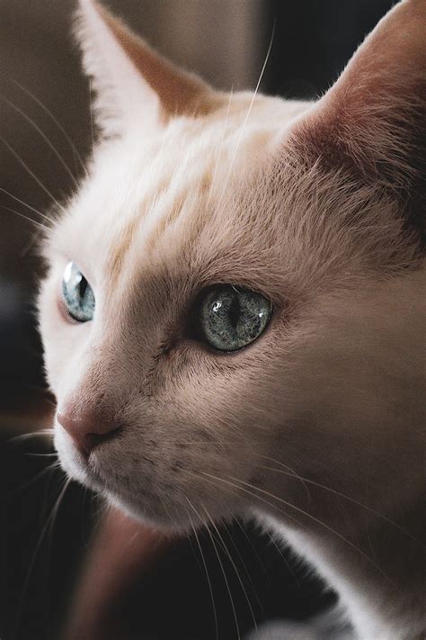 고양이가 귀를 긁나요 외이도염 증상과 치료