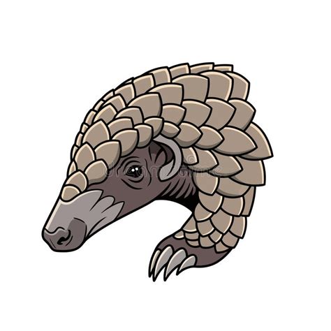 Pangolin Head Illustration Scaly Mammal Portrait Stock Vector Illustration Of Face Font