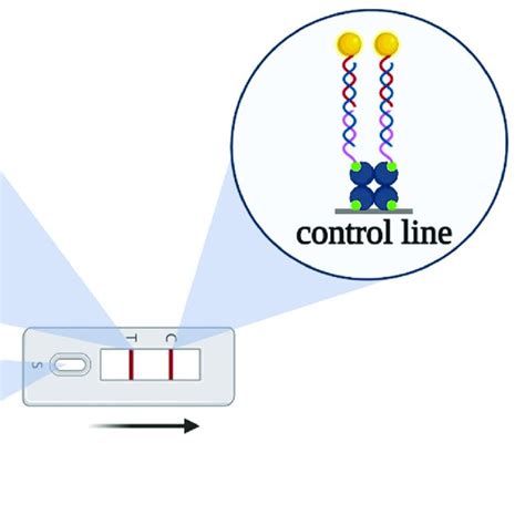 Aptamer Based Lateral Flow Assay For Cortisol Detection Developed In