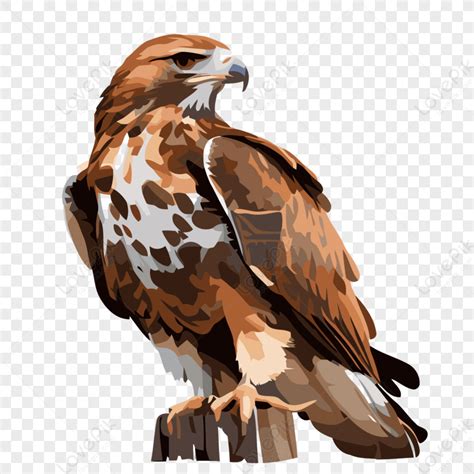Red Tailed Hawk Vectorhawkingtailscartoon Png Image And Clipart Image For Free Download