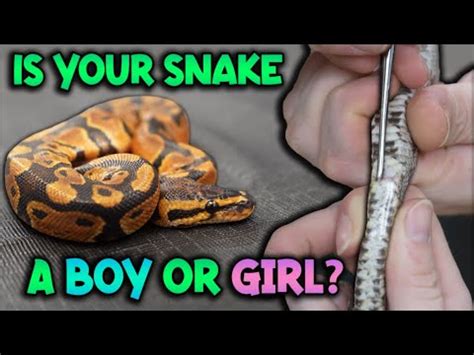 How To Sex Your Snake Visually Popping And Probing Youtube