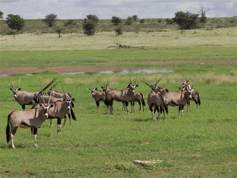 Herd Of Oryx Or Gemsbok Oryx Gazella South Africa Kgal… Flickr