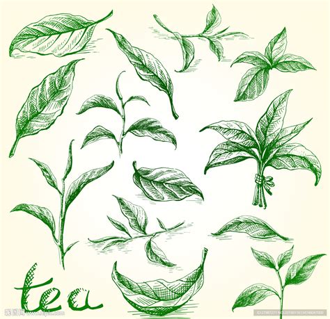 手绘矢量茶叶插画设计图 花边花纹 底纹边框 设计图库 昵图网