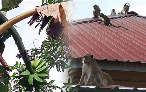 Monyet Bikin Penduduk Rengit Resah Kosmo Digital