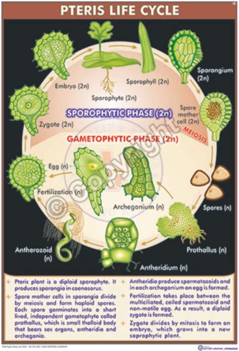 Victory Graphik Product Categories Pteridophyta