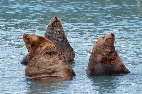 미국 알래스카주 발데즈의 솔로몬 걸치 부화장에서 물속에서 수영하고 있는 북극바다사자라고도 알려진 세 마리의 스텔라 바다사자 갈색에 대한 스톡 사진 및 기타 이미지 Istock