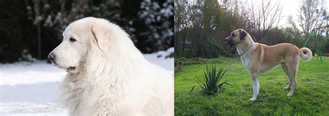 Great Pyrenees Vs Anatolian Shepherd Breed Comparison