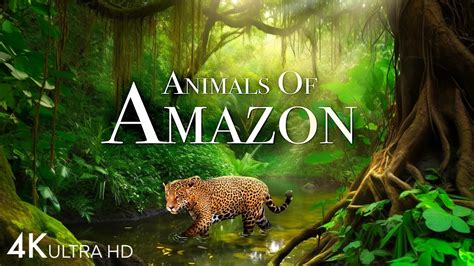 Animals Of Amazon 4k Wildlife In Amazon Jungle Rainforest Sounds