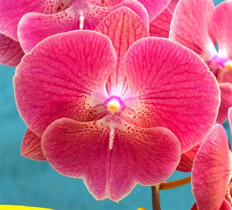 Підліток орхідеї Phal Harck Peach біг ліп квіти 10 см висота 50 см 1 7 мох Id 2215144161