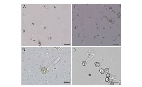 Figure E Morphology Of Castanea Mollissima Pollen Tubes Under Diierent