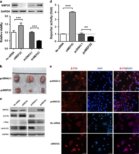 Mef2c Inhibited Cancer Cell Proliferation With Concomitant Inhibition