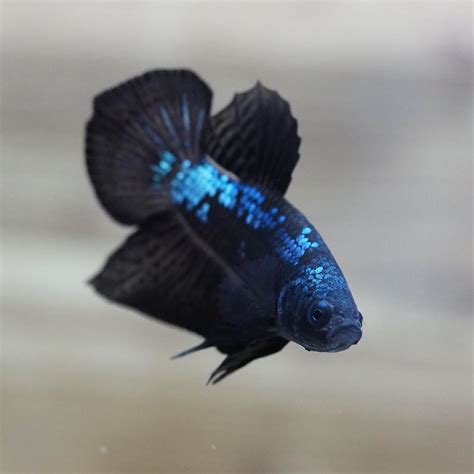 The Great Live Male Blue Black Samurai Halfmoon Plakat Tail Hmpk