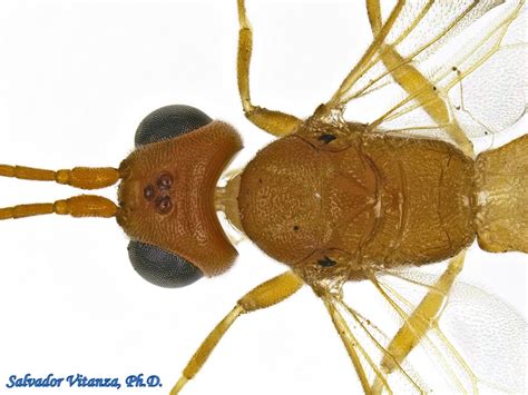 Hymenoptera Braconidae Pseudophanerotoma Thapsina Braconid Wasps Female