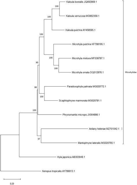 Maximum Likelihood Phylogeny Using A 10934 Bp Alignment Of Mitogenome Download Scientific
