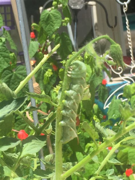 Tiny Spiky Bug R Whatsthisbug