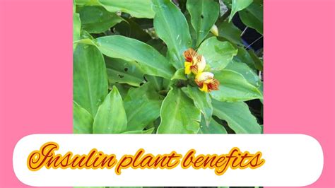 Insulin Plant Benefits And How To Use It🌿 Benefits Insulinplant Youtube