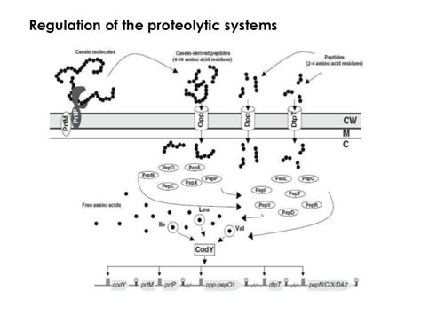 Proteolytic Systems In Lactic Acid Bacteria