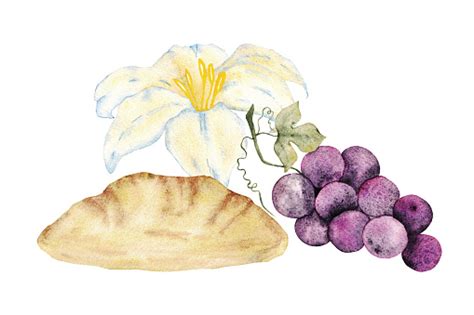 종교적 상징 포도 다발 빵 및 흰 백합 수채화 Ilustration 첫 영성체 결혼식 바프리즘 인사말 카드 초대장 흰색 배경에 고립되어 있습니다 손으로 그린 성찬식에 대한