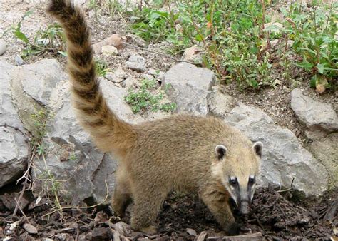 South American Coati Facts Pictures Video And Information