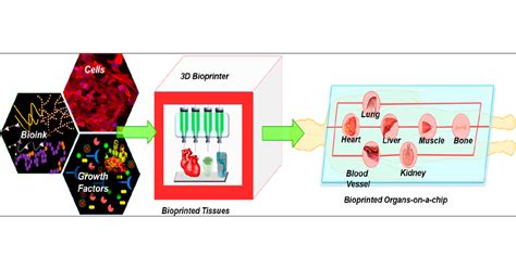 3d Printed Liver Tissue