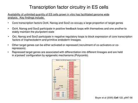 Ppt Lecture 2 Overview Of Preimplantation Development Specification Of The Trophectoderm
