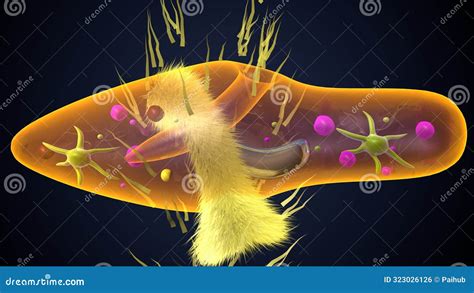 Paramecium Anatomy System 3d Illustration Royalty Free Stock Image