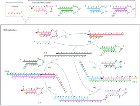 Multiple Strand Displacement Via Non Covalent Dna Catalysis Green Star Download Scientific