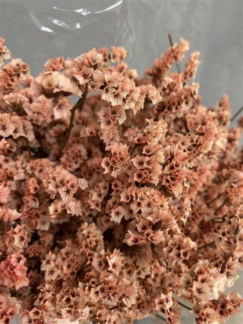 Стабілізована Статиця кермек рожева купити ціна у Києві Львові Одесі Magic Gardens