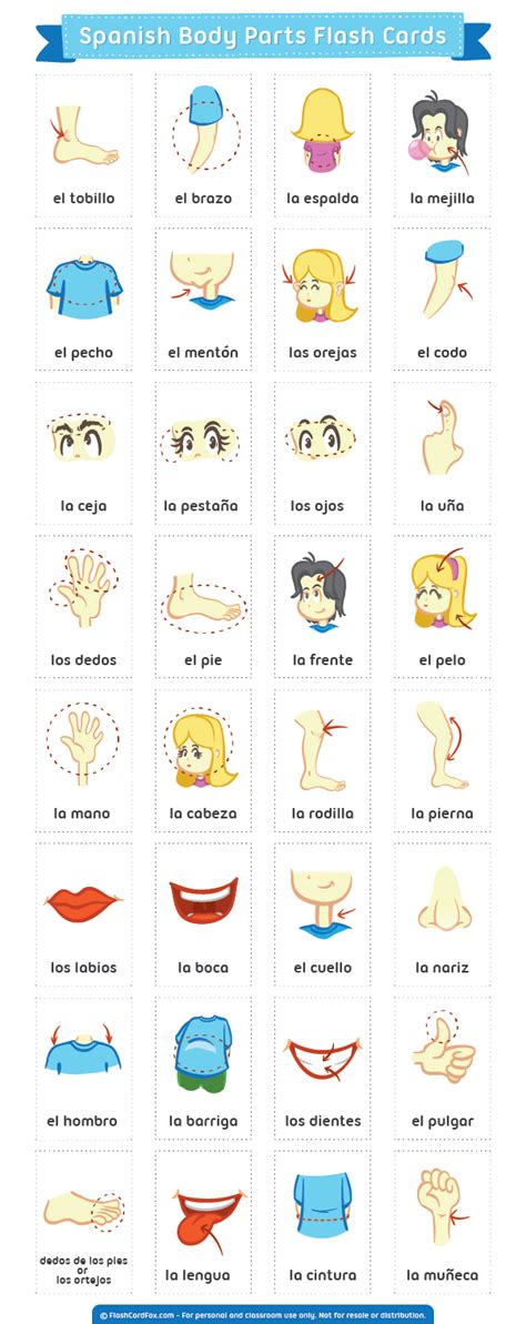 Body Parts Spanish Worksheet Printable Grammar Worksheett