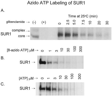 Labeling Of Sur1 With 32 P 8 Azido Atp A Loss Of 8 Azido Atp From