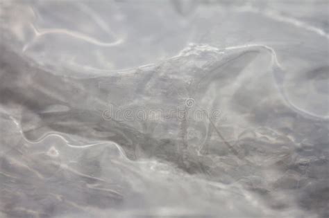 Extreme Macro Of Plastic Bubble Wrap Texture Stock Image Image Of