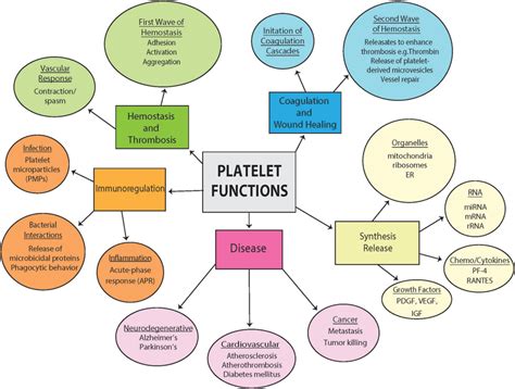 Diversity Of Platelet Function Highlighted Are Some Of The Diverse Download Scientific Diagram