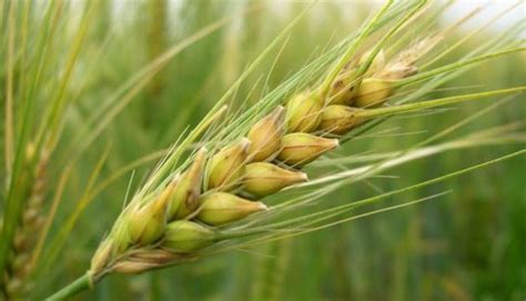 14 Beneficios Y Propiedades Del Culantro Plantasyflorespro