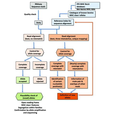 Workflow Of Rnaseq Assisted Mhc Class I Typing Ramhcit Download Scientific Diagram