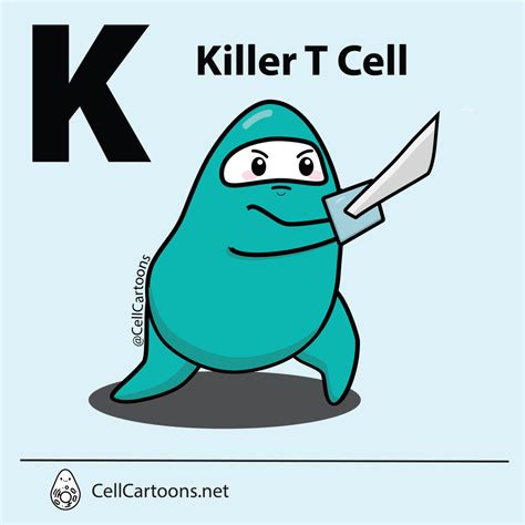 Killer T Cell Cell Cartoons