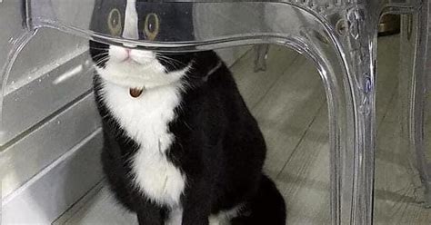 Kitty Enjoying His New Lucite Frames Album On Imgur