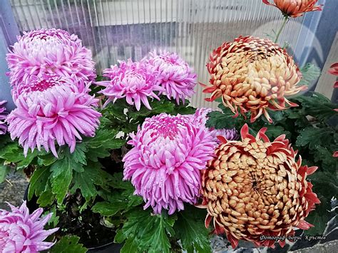 Есенни цветя Nova Bg