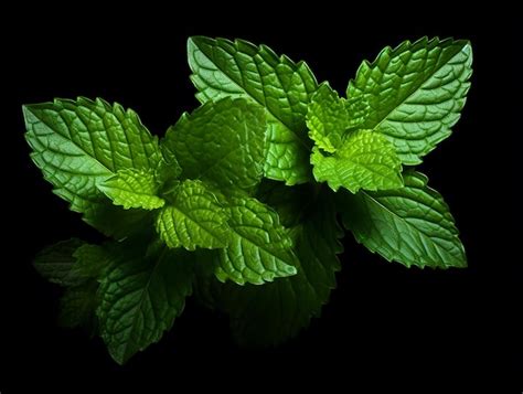Premium Ai Image Minty Fresh
