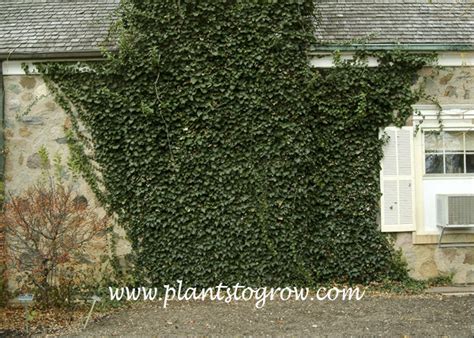 5 Plants To Grow Plants Database By Paul S Drobot