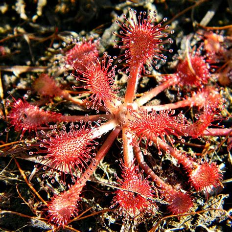 Species Of The Week Sundew One Earth