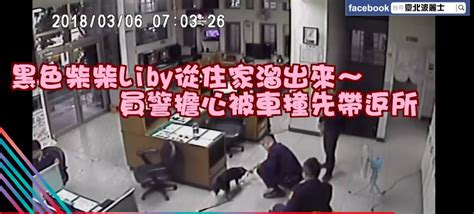 頑皮柴柴翹家跑到派出所 熱心警協助毛孩返家 臺北波麗士 Line Today