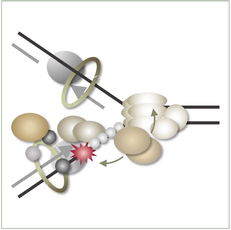 Chromosome Replication And Genome Stability Centro De Biología
