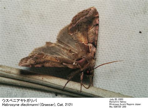ウスベニアヤトガリバ