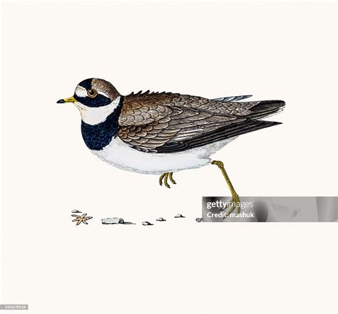 Dotterel Plover Bird High Res Vector Graphic Getty Images