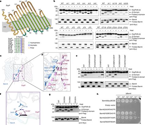In Vitro Espp Assembly And Cell Viability Assays A Schematic Diagram Download Scientific