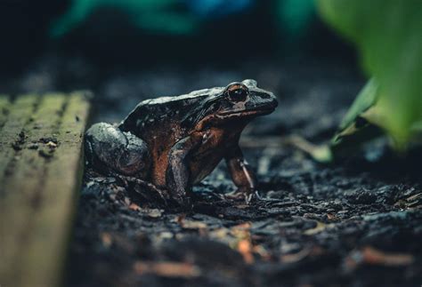 Why Is The Mountain Chicken Frog Endangered Species Is Going Extinct